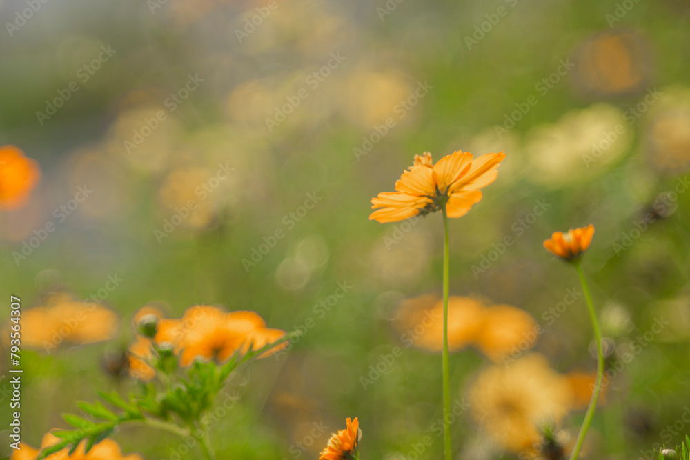 Sulfur cosmos,Cosmos bipinnatus,Cosmos or Yellow Cosmos and green leaf ...