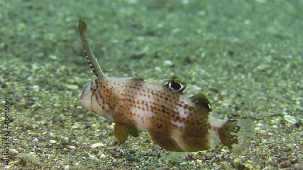 Underwater shot of subadult Peacock razorfish hovering over sandy ...