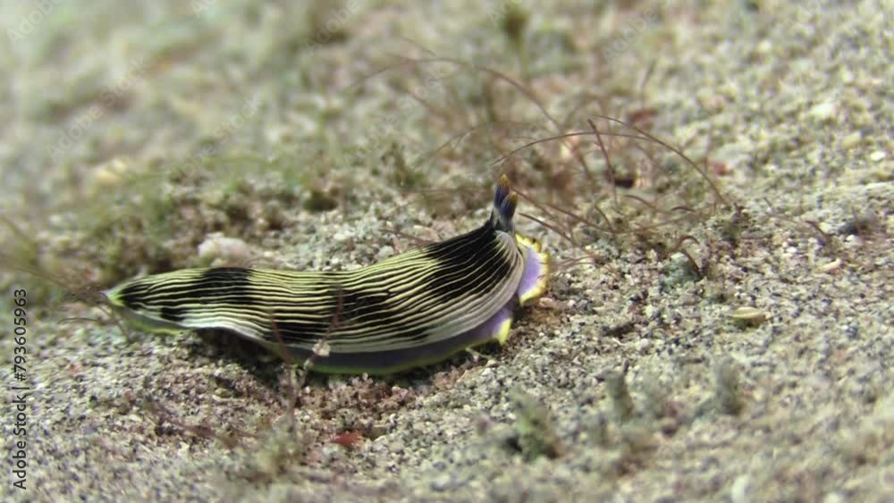underwater shot of nudibranch armina semperi crawling left to right ...