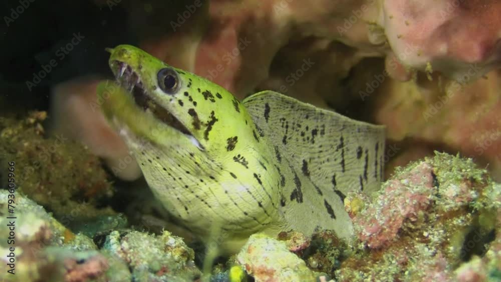 Yellow-headed moray eel peeks out from its hiding place under a block ...