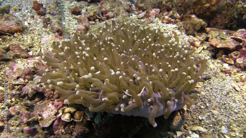 Mushroom coral with mushroom coral pipefish wiggling between its ...