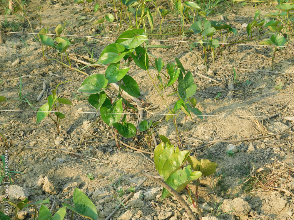 Plant and leaves of the air yam, also known as air yam, bitter yam ...