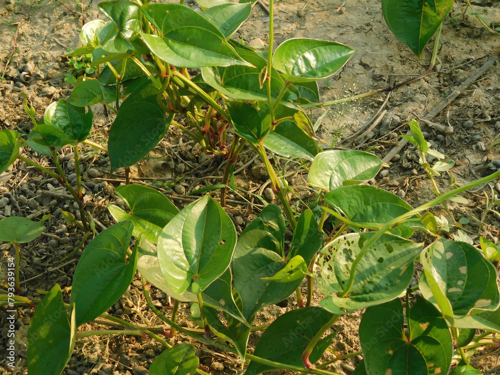 Plant and leaves of the air yam, also known as air yam, bitter yam ...