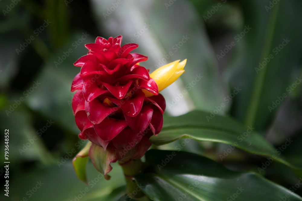 Red Flover pattern, tropical flowers background. Red hawaiian ginger ...