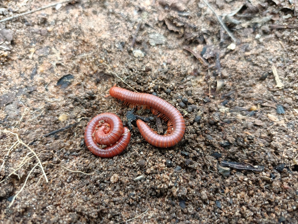 Millipedes are a group of arthropods that are characterised by having ...