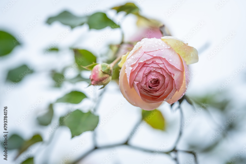 Pink Large-Flowered Climber rose (Rosa) Rosa Eden blooms in a garden in ...