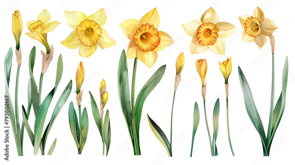 Set of daffodil flowers watercolor clipart isolated on white or ...