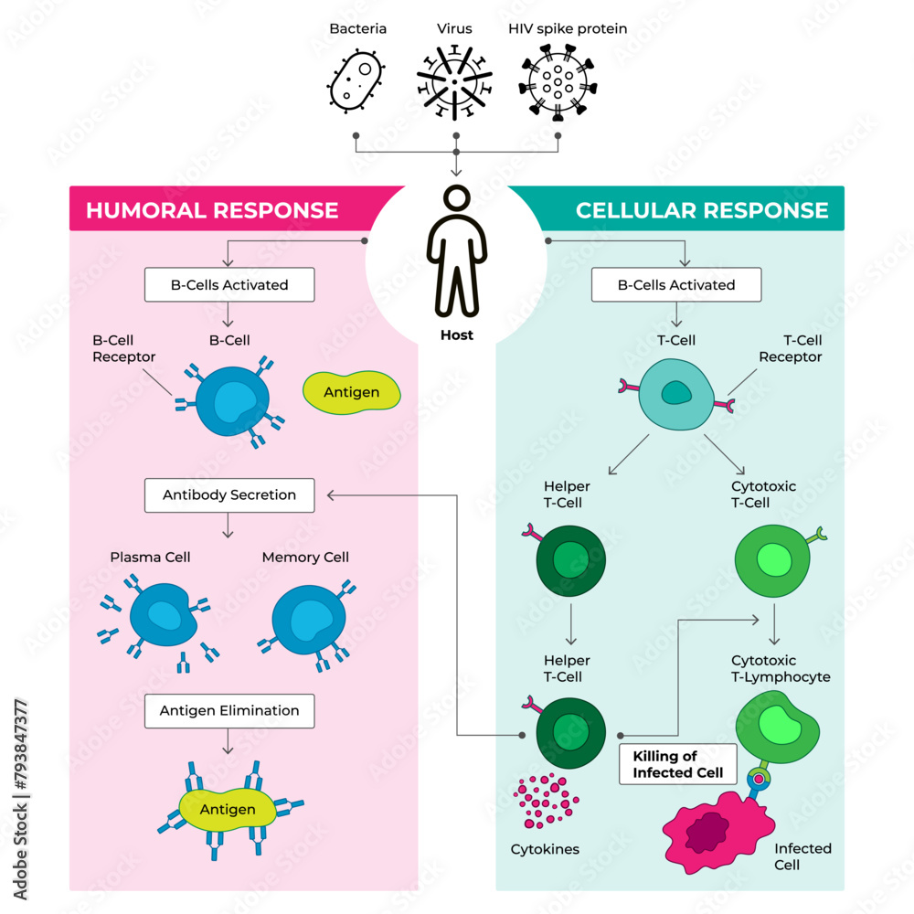Cells of the immune system, vector illustration. Labeled educational ...