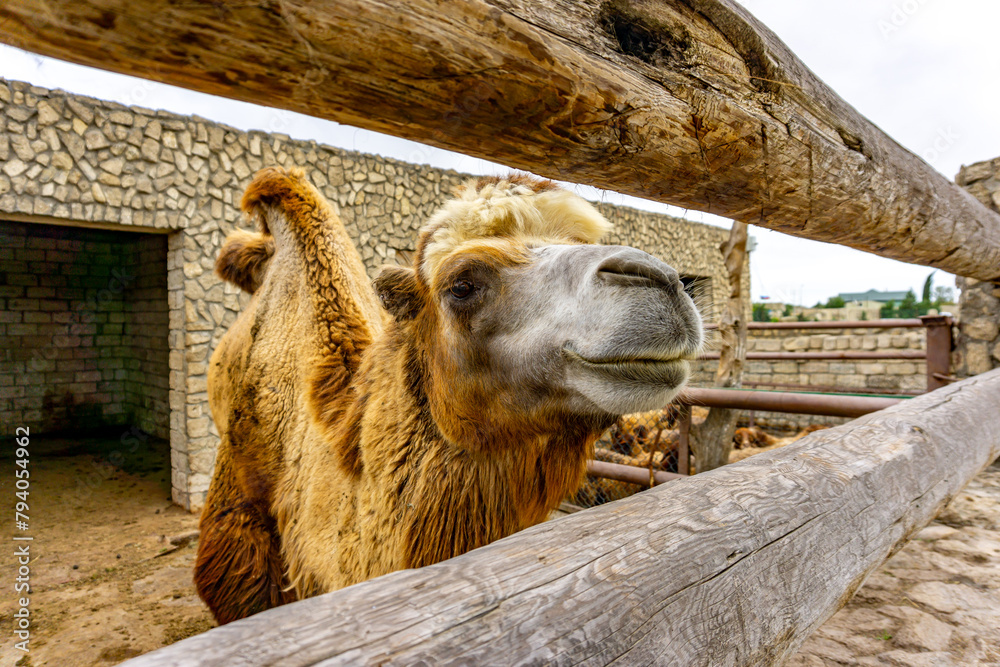 Poster Bactrian Camels during their winter stay at the Reserve in Baku ...