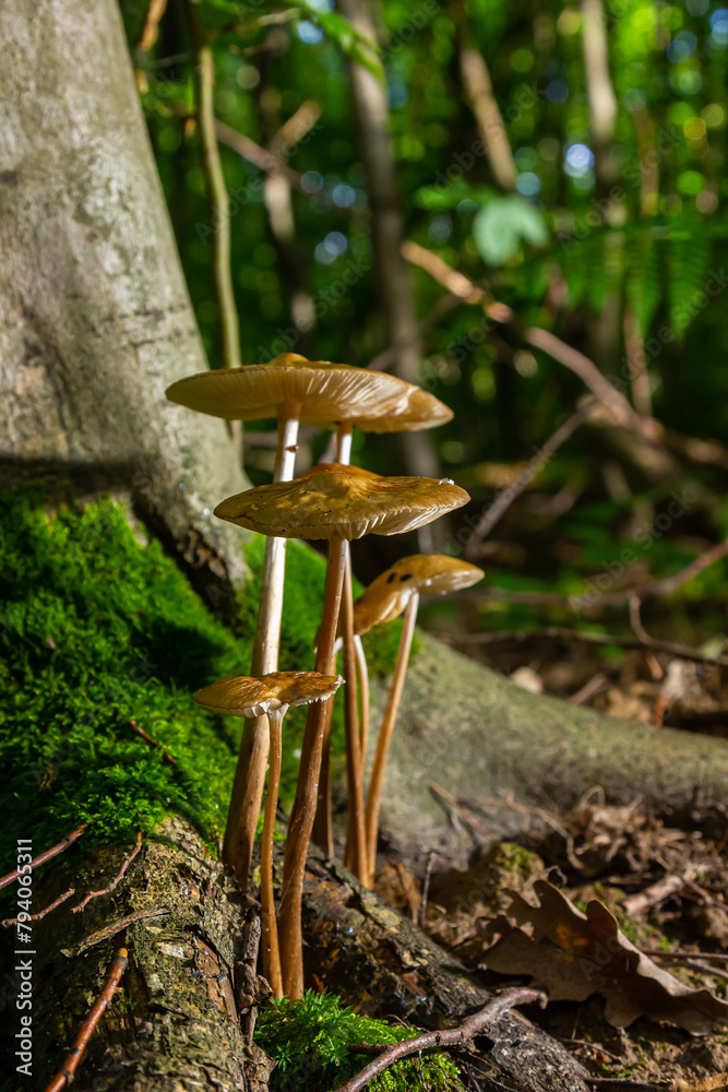 Edible mushroom Hymenopellis radicata or Xerula radicata on a mountain ...