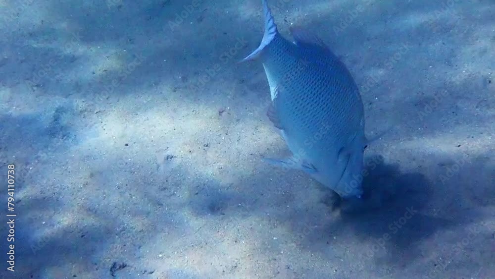 Spangled Emperor is important commercial fish of the Red Sea and ...