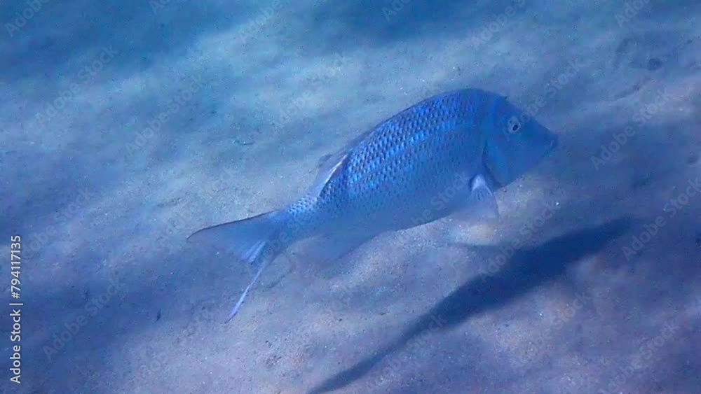 Spangled Emperor is important commercial fish of the Red Sea and ...