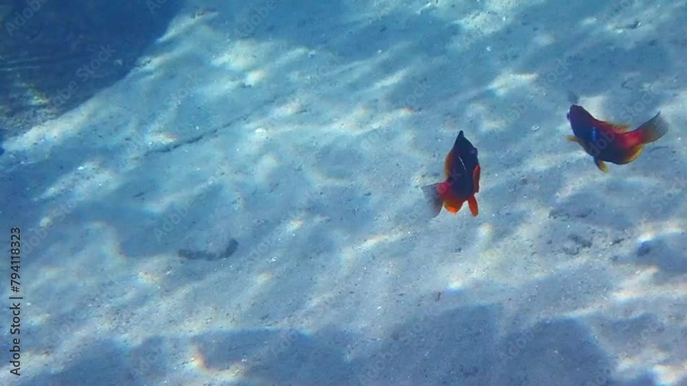 Clown-fish (Amphiprion bicinctus) inhabits coral reefs, it belongs to ...