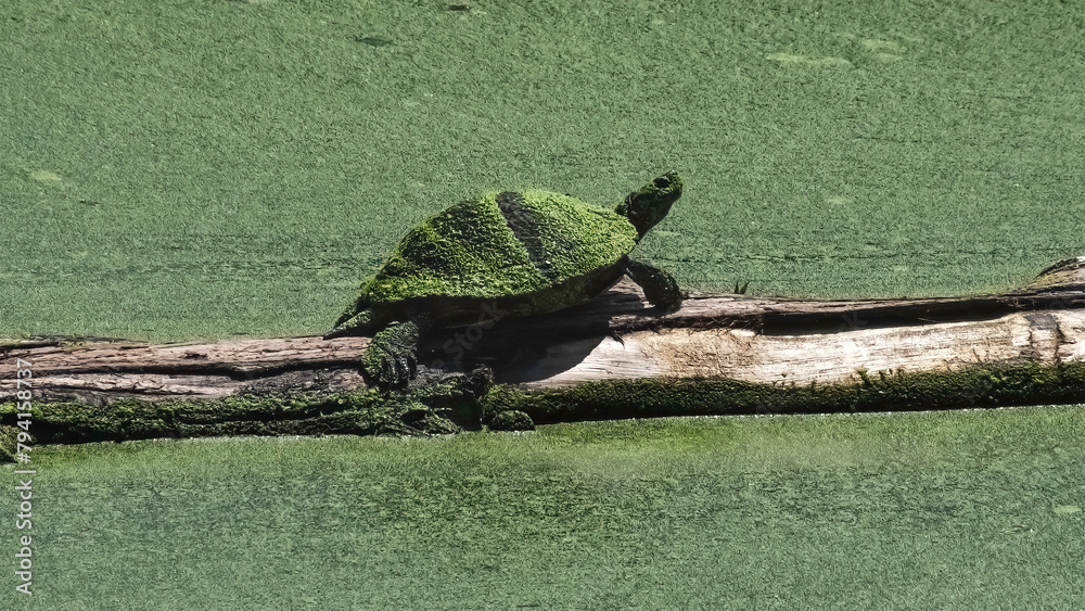 Effects of climate change on a Red Eared Slider Turtle Terrapin ...
