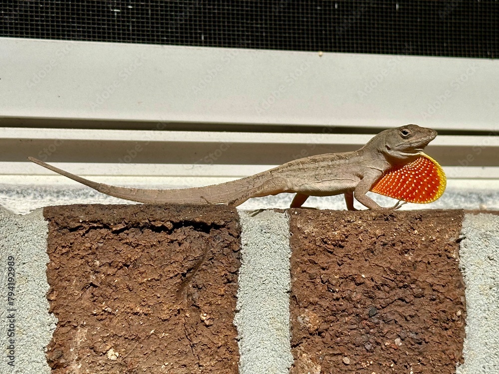 A brown anole lizard strides to the right along a brick window ledge ...