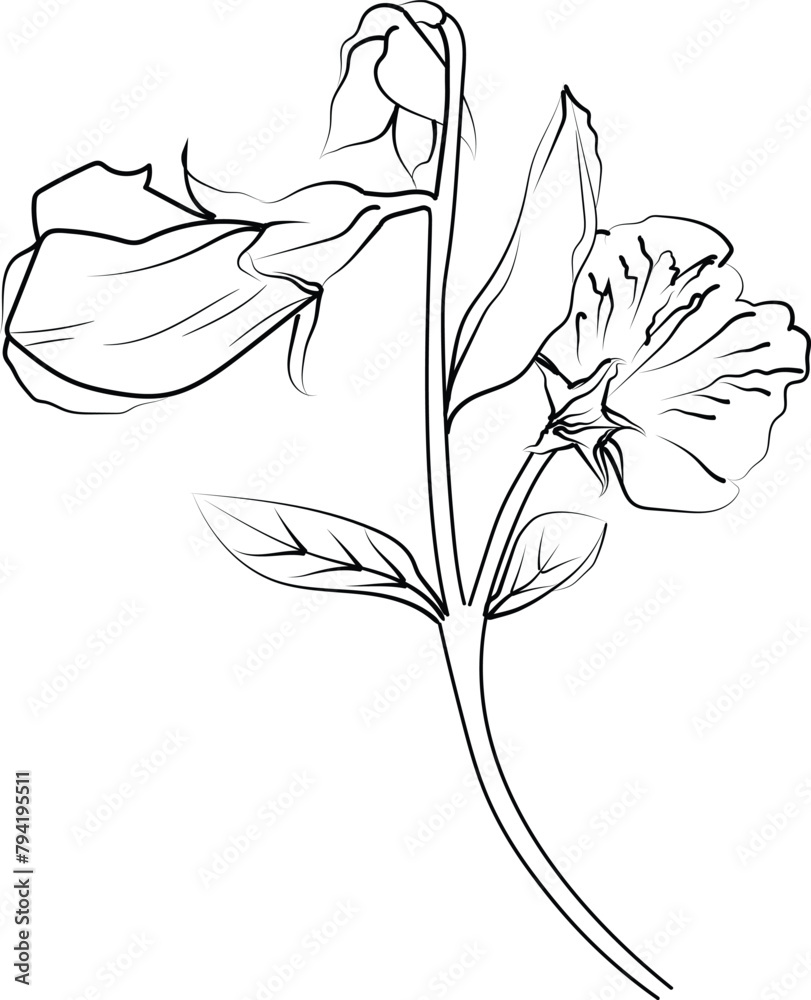 Sweet Pea Flower Drawings Sweet Pea Flowers Colorless Black And White Contour Line Easy