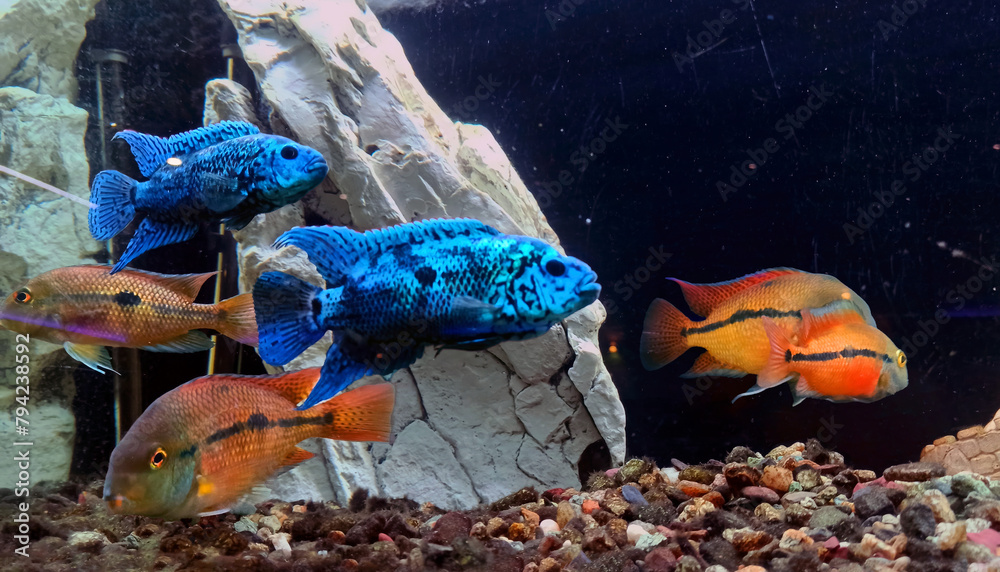 Cichlasoma Blue Jack Dempsey. Freshwater ray-finned fish from the ...