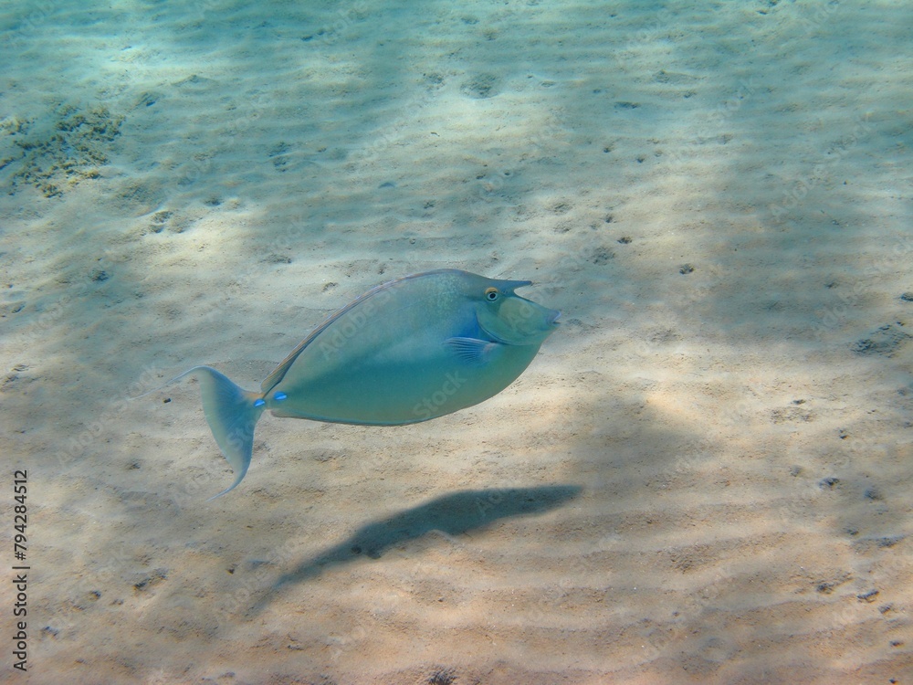 Swimming tang fish (short-nose unicornfish, Naso unicornis) and sandy ...