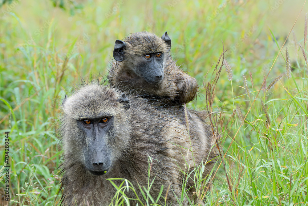 Baboon searching for food in the rain in the green season in the Kruger ...