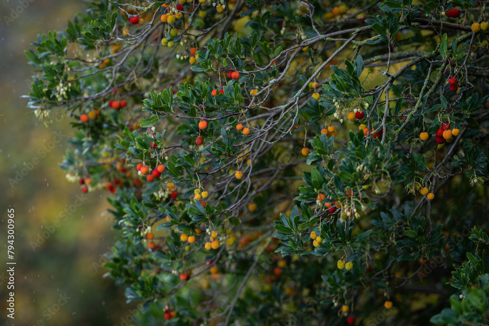 Strawberry tree, or chorleywood (Arbutus unedo) background. Ripe ...