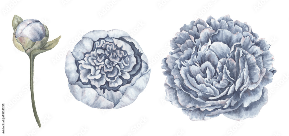 Navy Blue Peonies watercolor flower set. Hand painted isolated ...