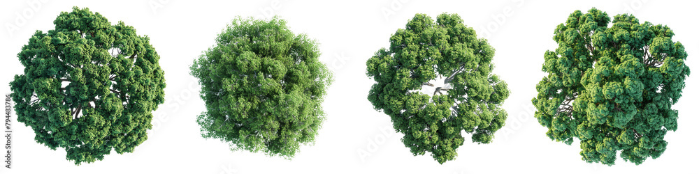 American Sycamore Trees Top View Hyperrealistic Highly Detailed ...
