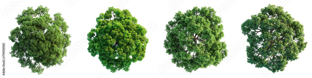 Hackberry Trees Top View Drone Shoot Hyperrealistic Highly Detailed ...