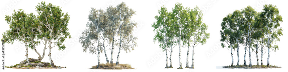 River Birch Trees Hyperrealistic Highly Detailed Isolated On ...