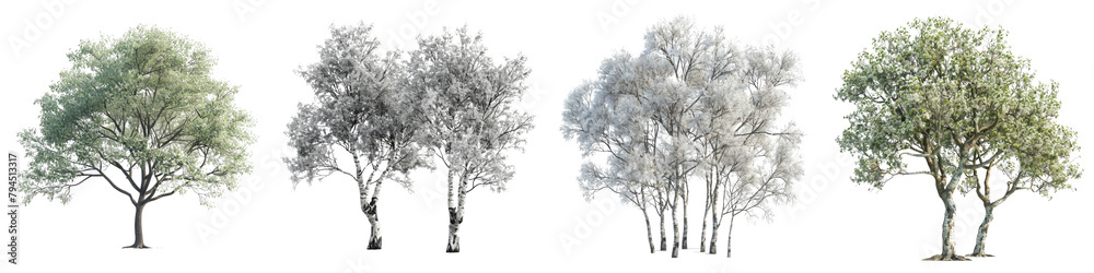 White Ash Trees Hyperrealistic Highly Detailed Isolated On Transparent ...