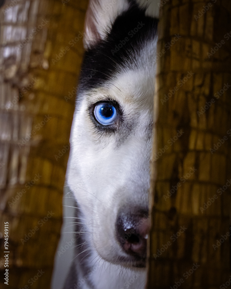 Husky, Dog, blue eyes, she-wolf, husky, among the trees, she-wolf look ...