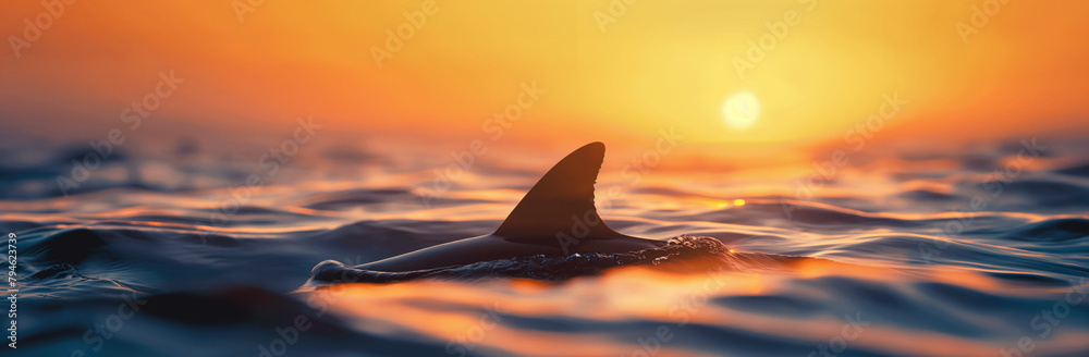 Shark Fin Above Water at Sunset with Golden Ocean Waves Stock Photo ...