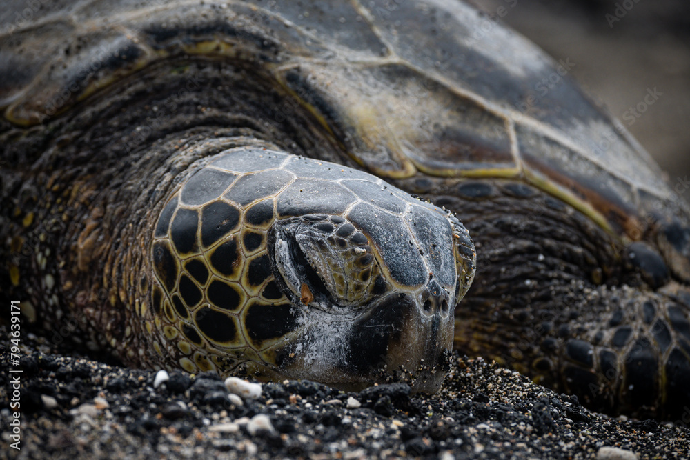 Photography of a Green turtle on volcanic sand beaches of Hawaii ...