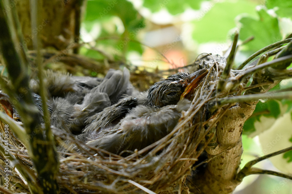 Two sparrows with complete feathers and strong wings ready to leave the ...
