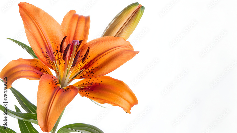 Orange tiger lily isolated on white background, Flower bud of the ...