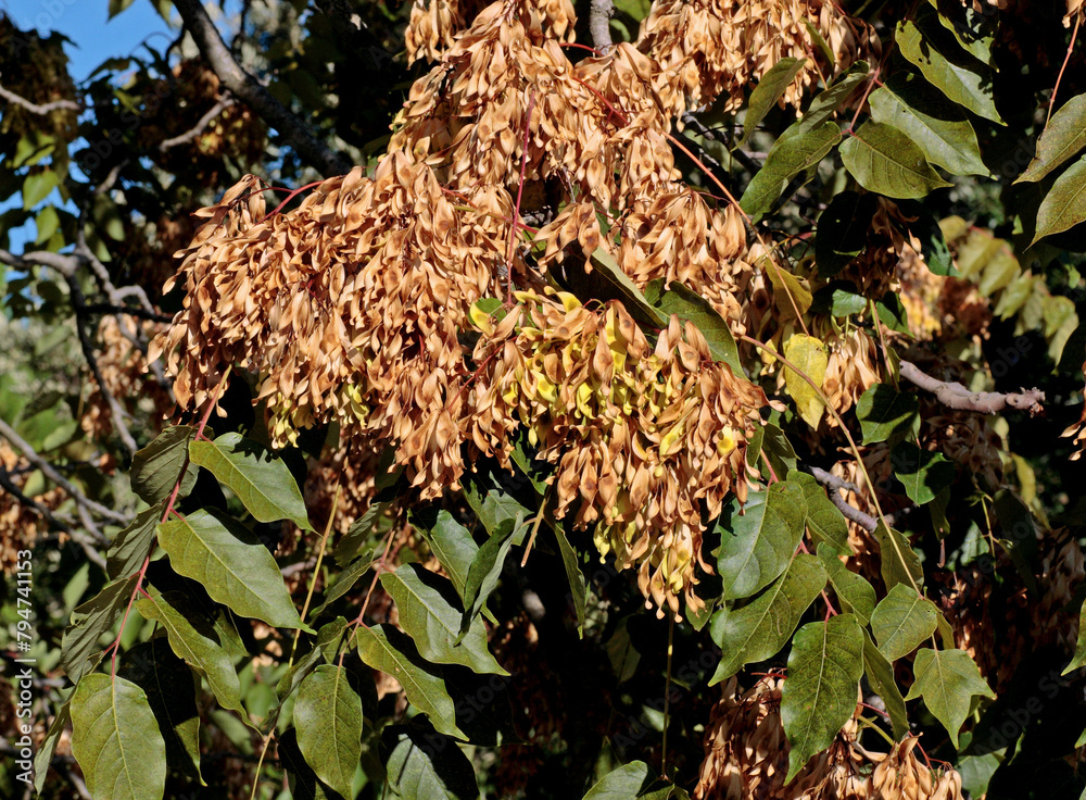Ailanthus altissima commonly known as tree of heaven, or the Chinese ...