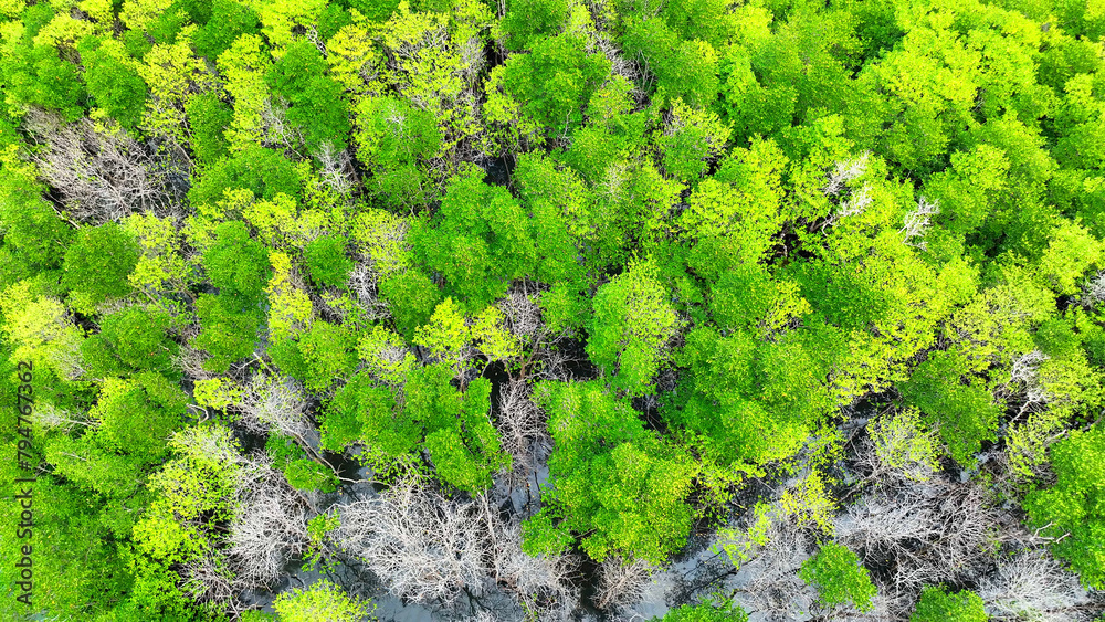 Aerial glimpse of a pristine mangrove habitat, a crucial buffer against ...