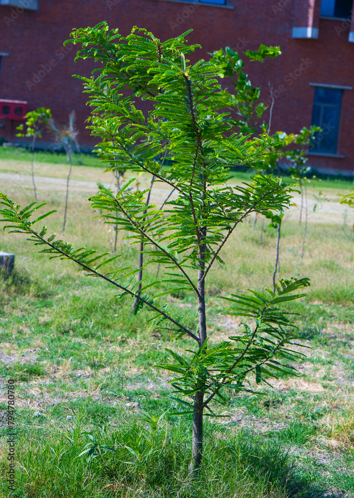 Green Indian gooseberry or phyllanthus emblica. single Indian ...