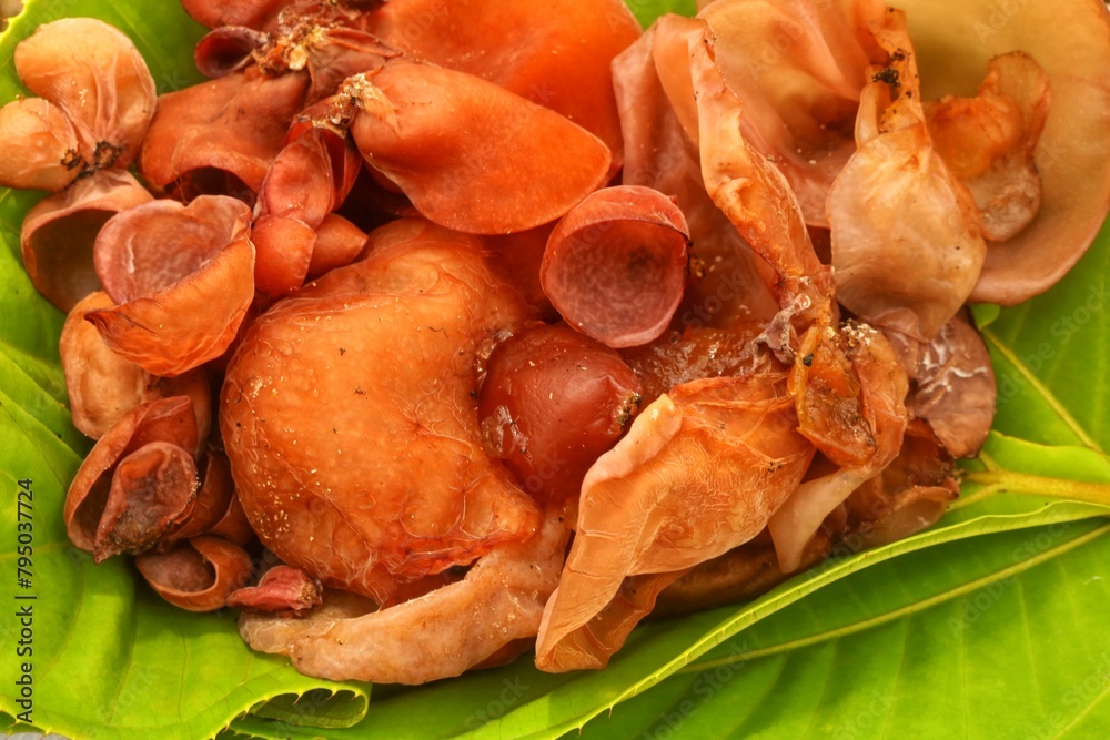 Ear fungus has the scientific name "Auricularia auricula" and grows in ...