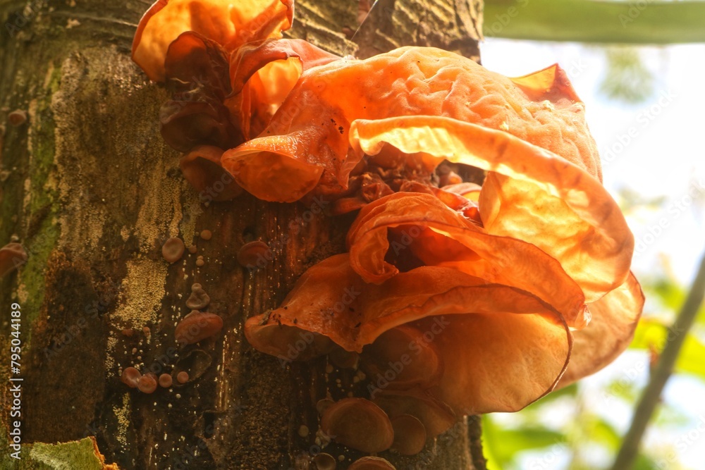 Ear fungus has the scientific name "Auricularia auricula" and grows in ...