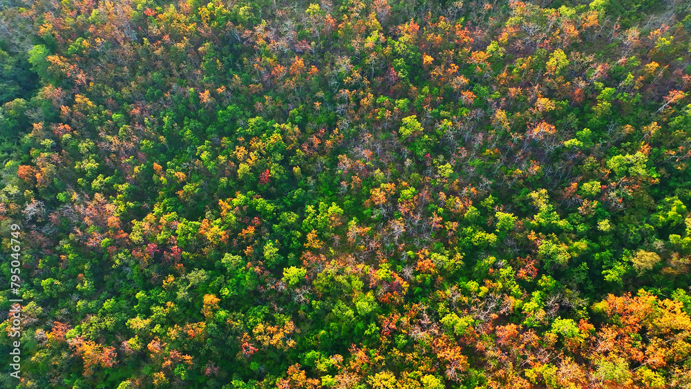 This drone of Thailand's dry dipterocarp forest reveals a pristine ...