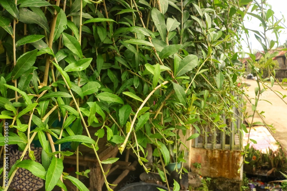 Monstera plant leaves, tropical vines protected against jungle ...