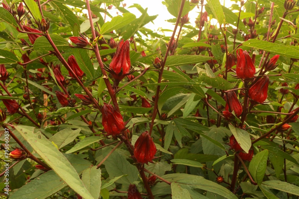 Rosella fruit plants grow abundantly in alternative herb gardens for ...