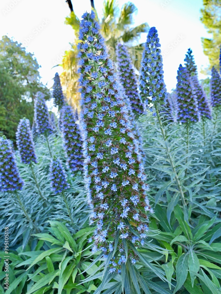 Flowering the 'Pride of Madeira' (Echium candicans), a species of ...