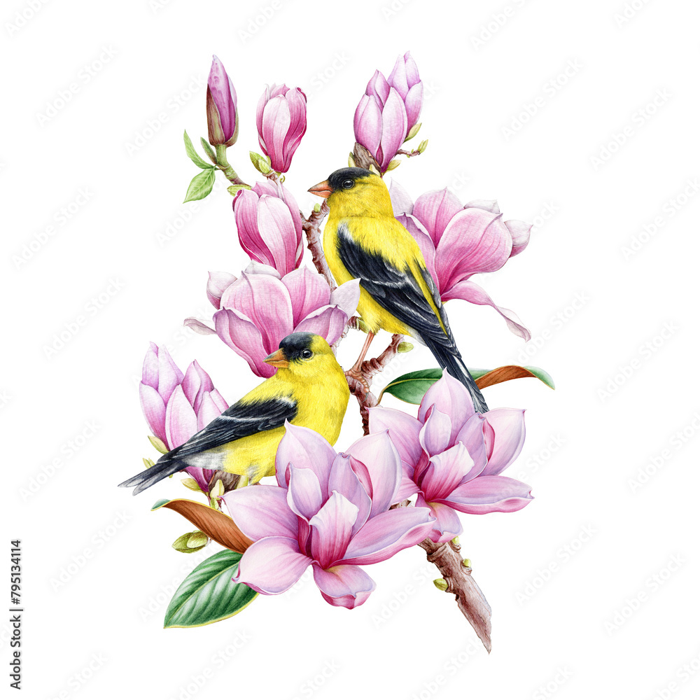 Garden birds on blooming magnolia branch. Watercolor vintage style ...