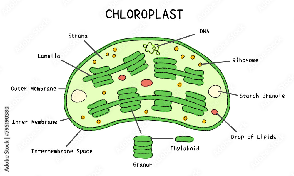 Chloroplast Structure Stock Illustration | Adobe Stock