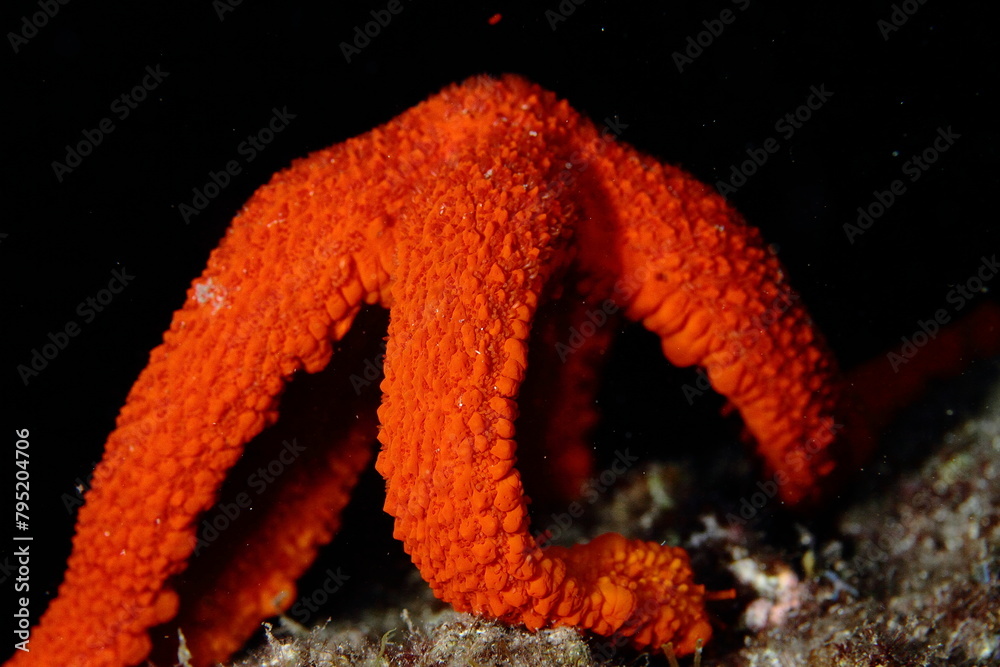 A red starfish, positioned to give birth to its young at the bottom of ...