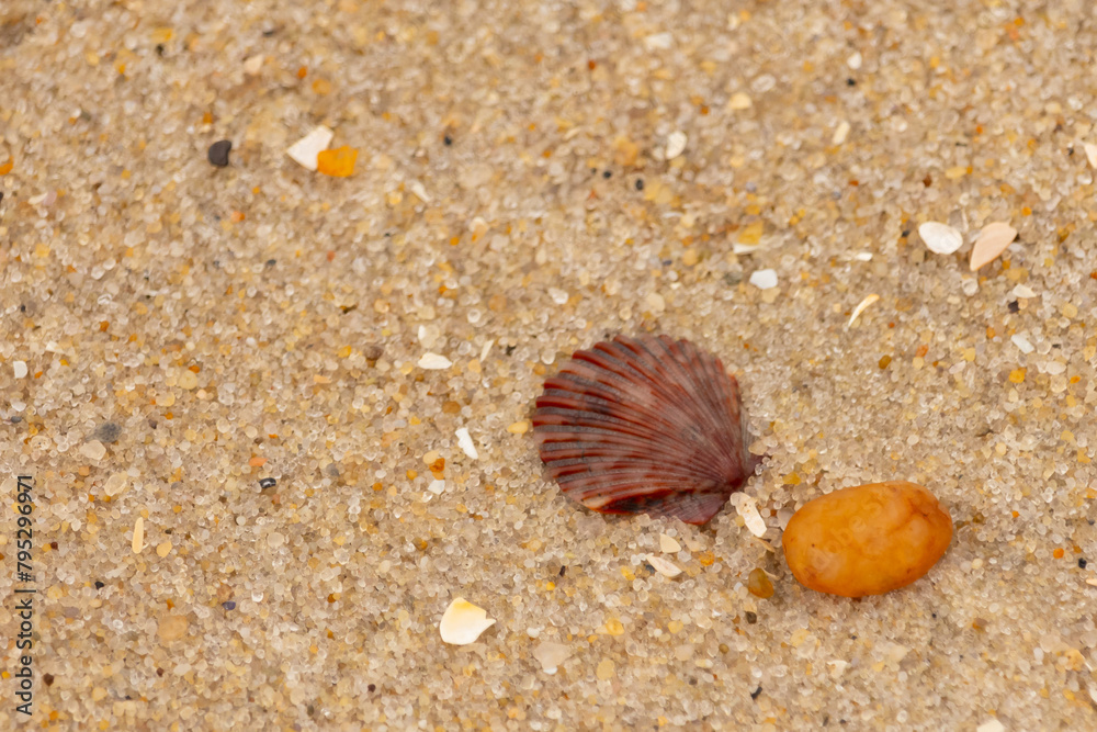 This is a beautiful image of a seashell sitting on the beach next to a ...