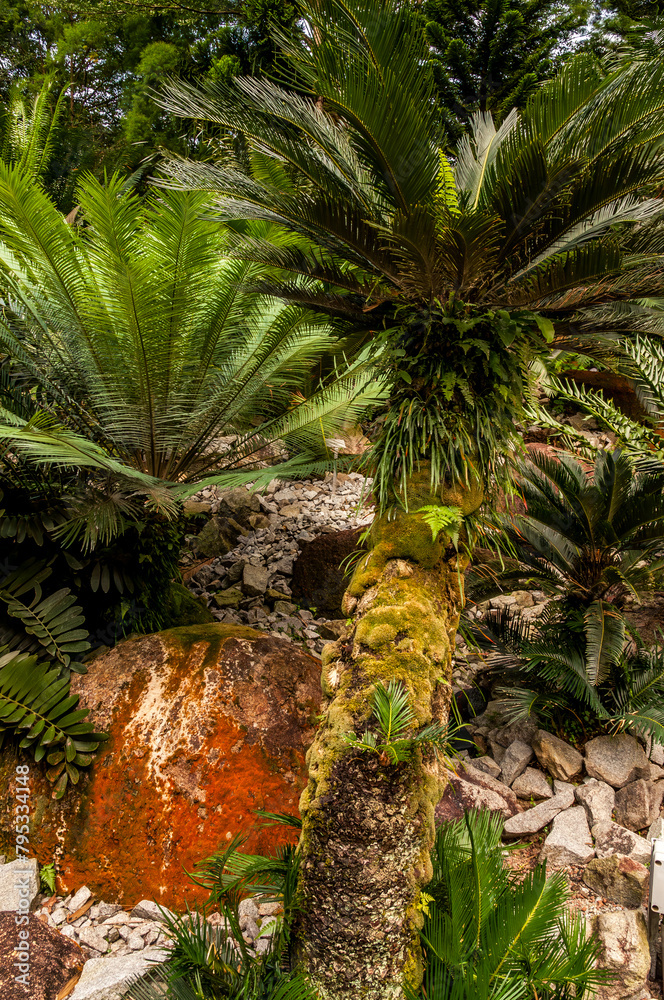 Lush Cycas plants in a tropical forest, illuminated by daylight. Cycas ...