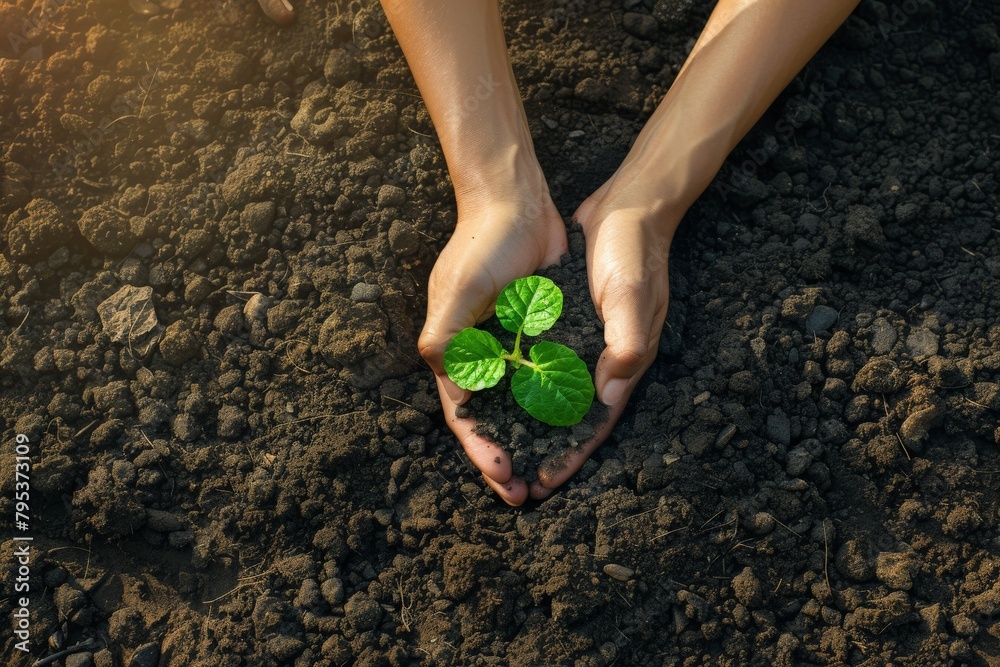Planting trees with volunteer families for eco-friendly and corporate ...