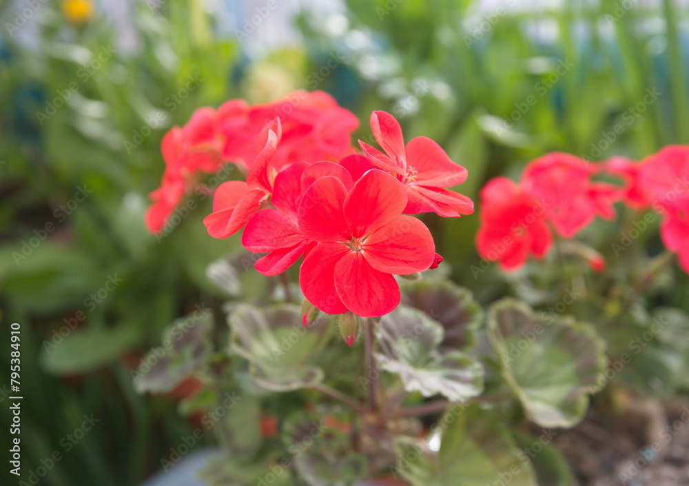 Red Geranium Zonal, garden geranium, Pelargonium hortorum with red ...